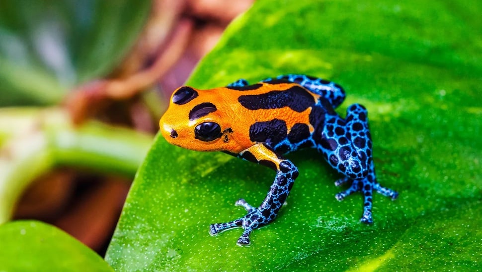 A charity wants frog sounds to overtake Taylor Swift on the charts