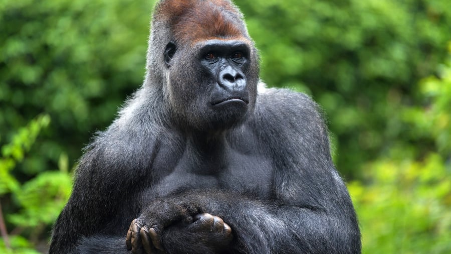 Could 100 Men Beat a Gorilla in a Fight? Here's What Primatologists Say